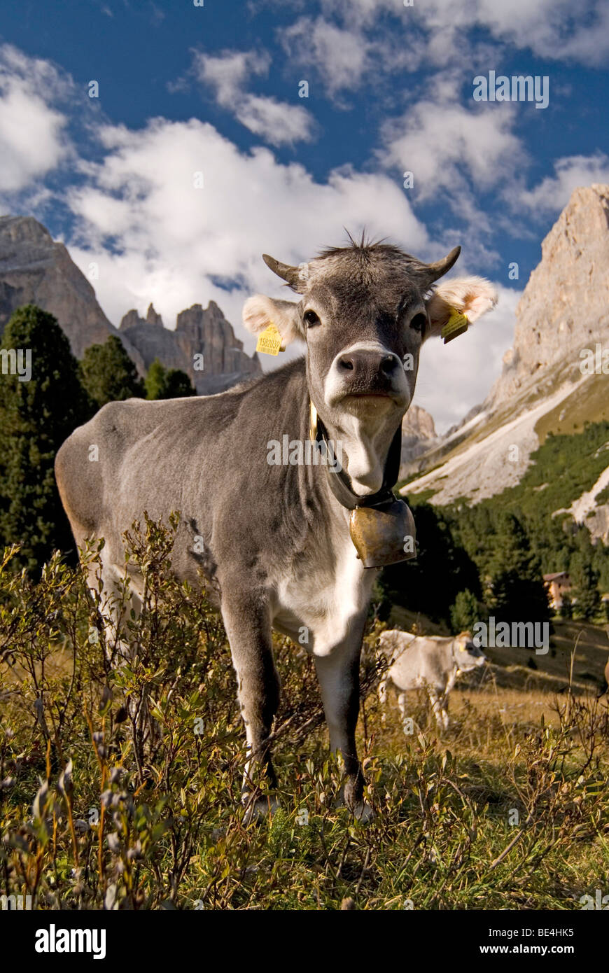 Domestic Cattle (Bos primigenius, Bos taurus), breed: German Brown ...
