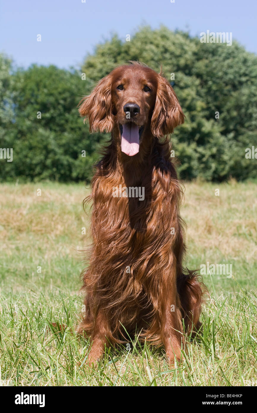 Irish lawn hi-res stock photography and images - Alamy