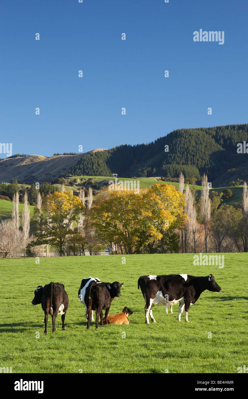 Cows near waimate hi-res stock photography and images - Alamy