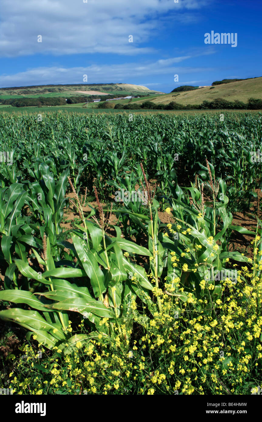 the view over dorset countryside from whiteways hill on army training ...