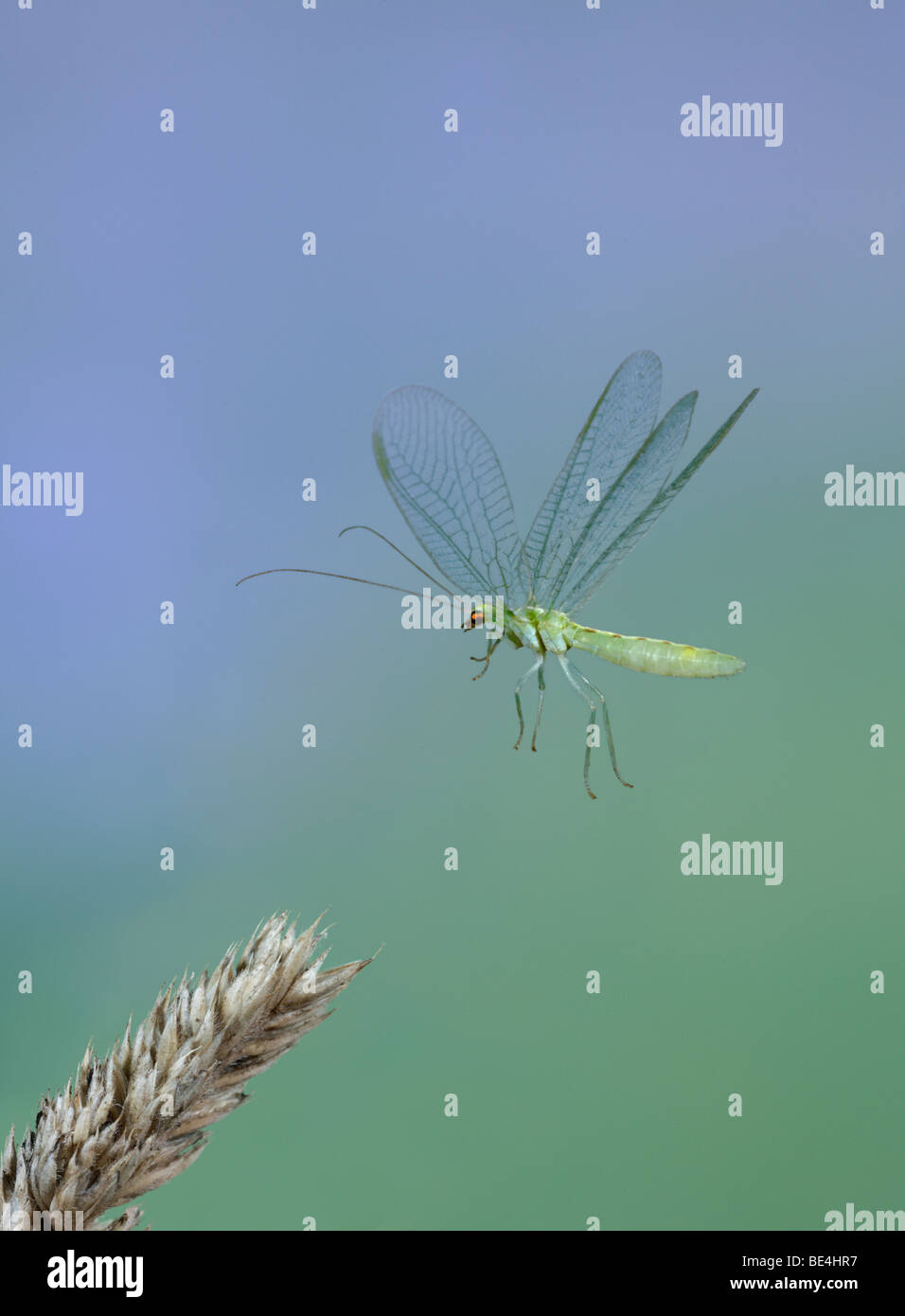 Lacewing Chrysoperla carnea in flight Stock Photo - Alamy