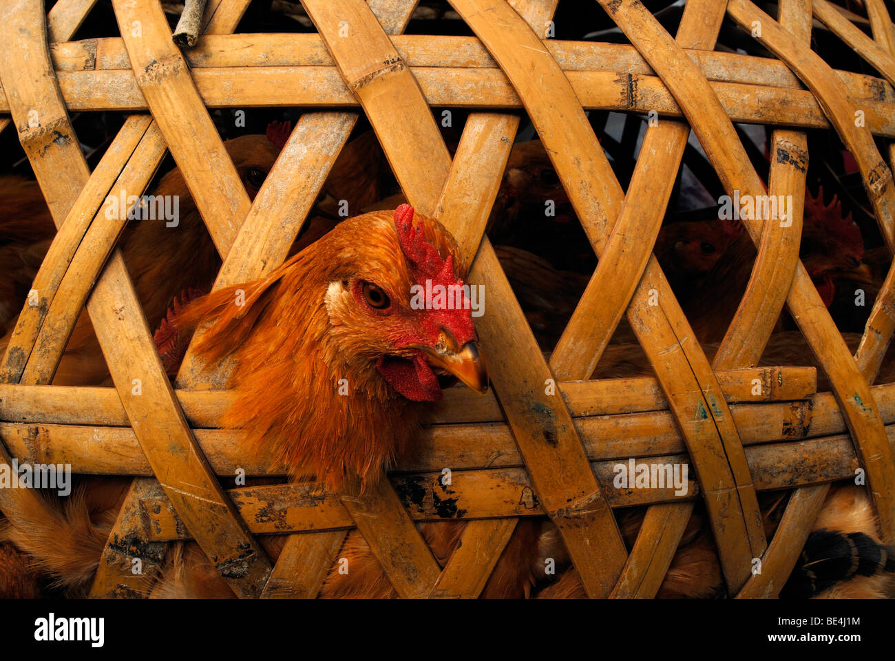 Chicken cage hi-res stock photography and images - Alamy