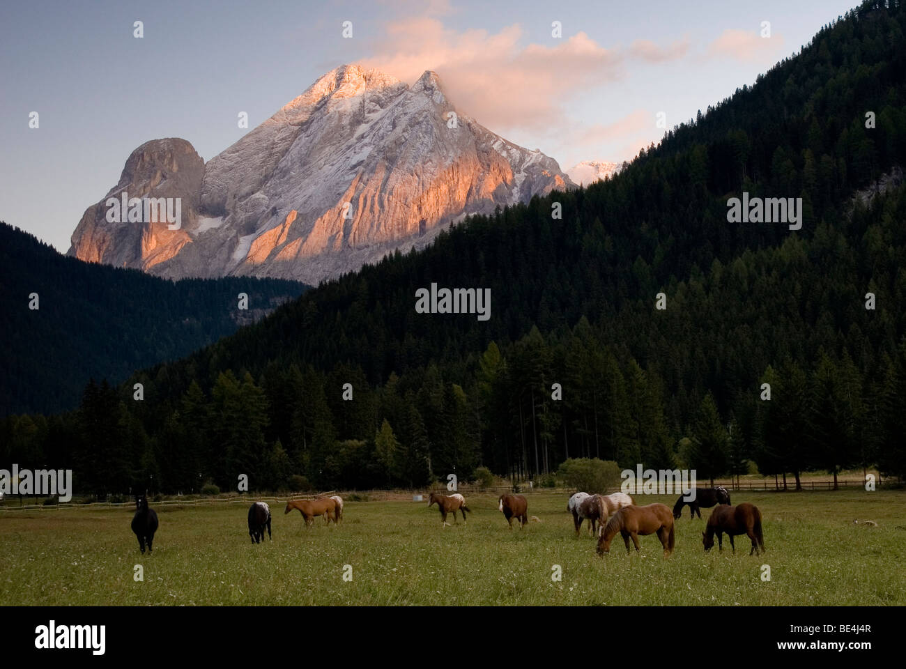 Horses grazing in the Fassa Valley in front of the Marmolada Massif ...