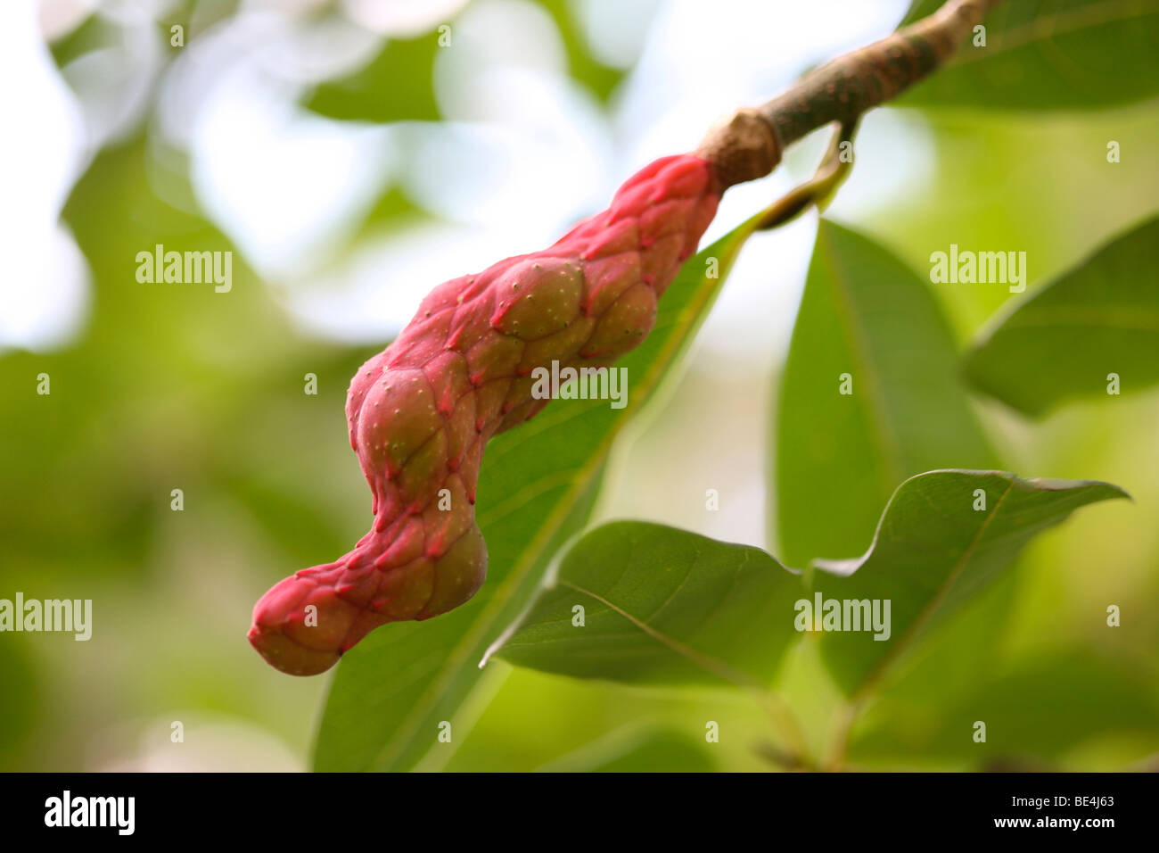 Magnolia Dawsoniana Red Seed Pod Season Change Summer to Autumn - fine ...