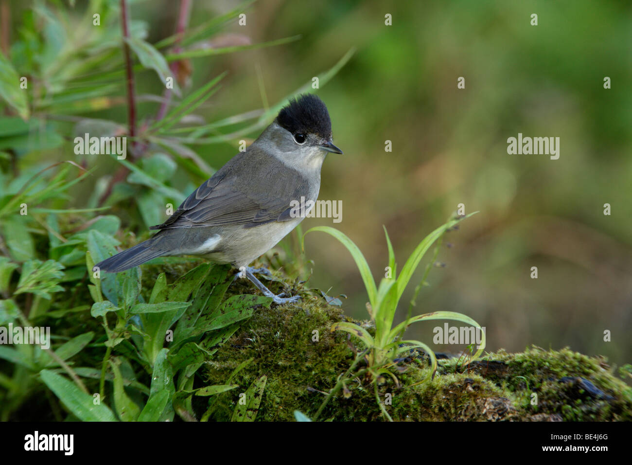 See sylvia hi-res stock photography and images - Alamy