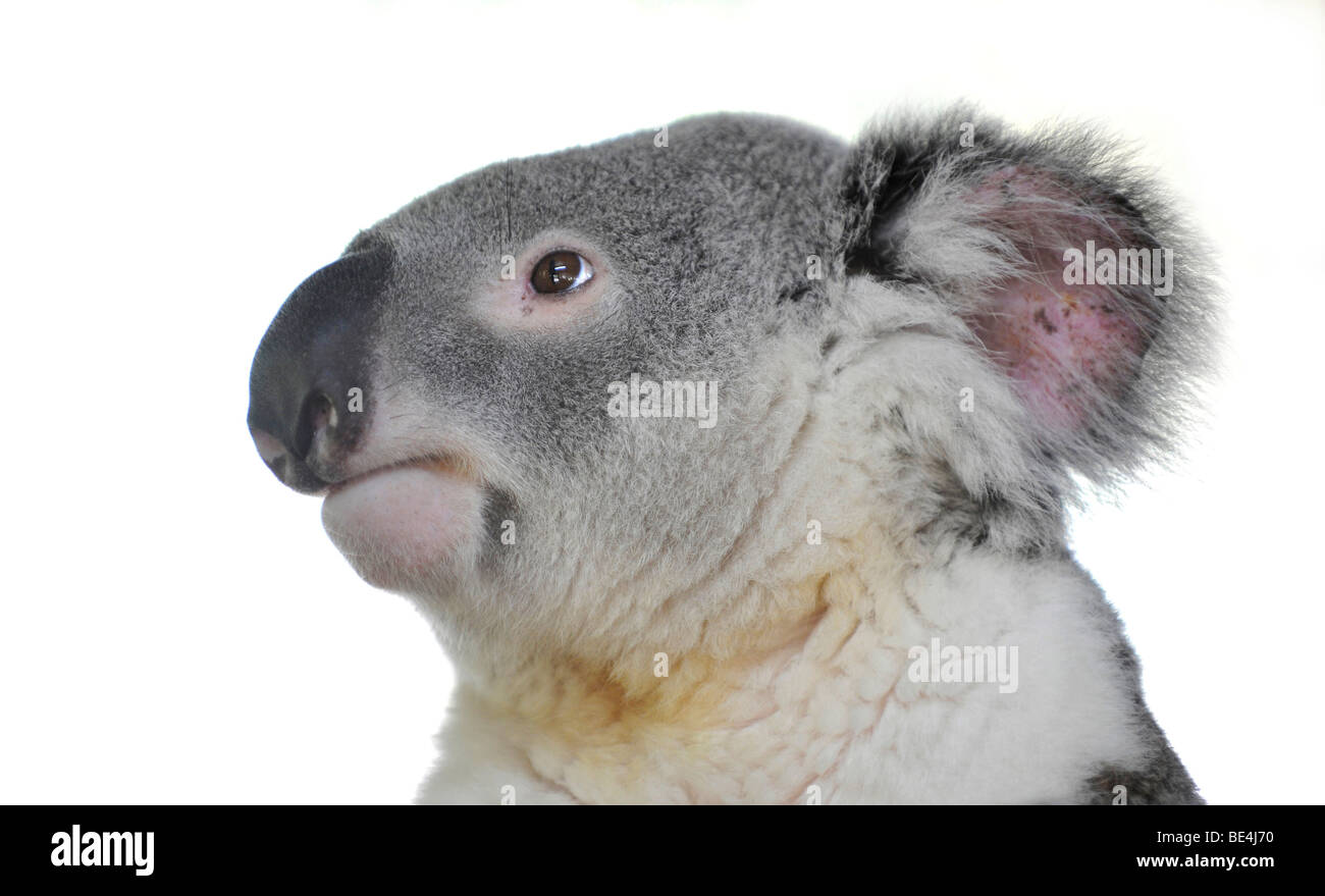 Ash-grey Koala (Phascolarctos cinereus), juvenile, Queensland ...