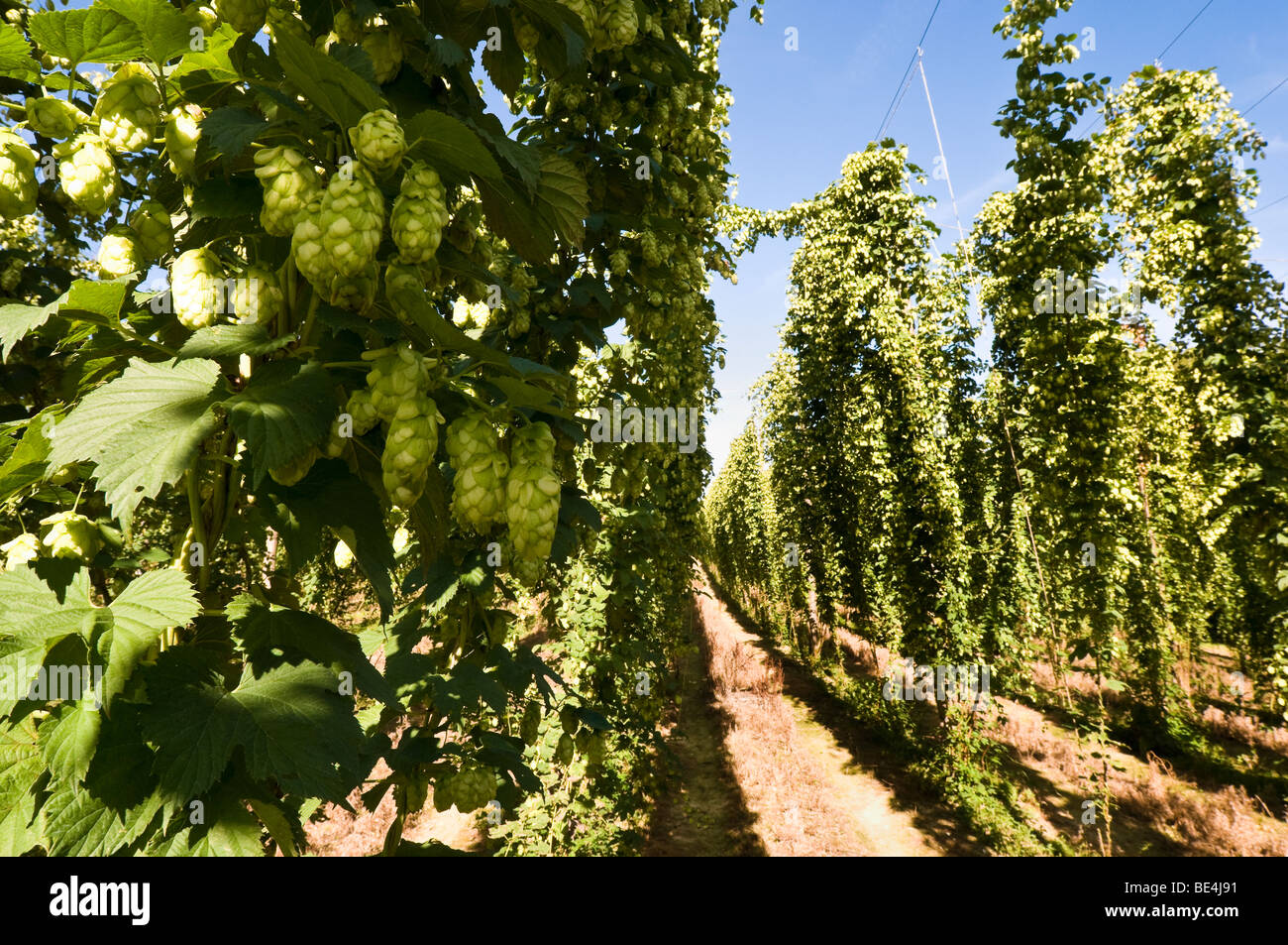 Hops beer uk hi-res stock photography and images - Alamy
