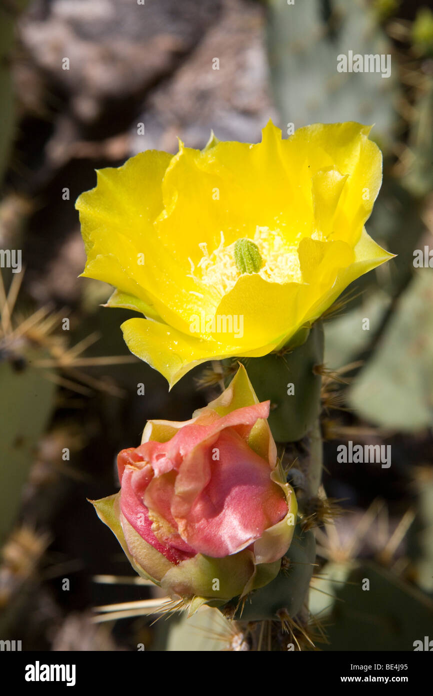 Cactus desert route 66 usa hi-res stock photography and images - Alamy