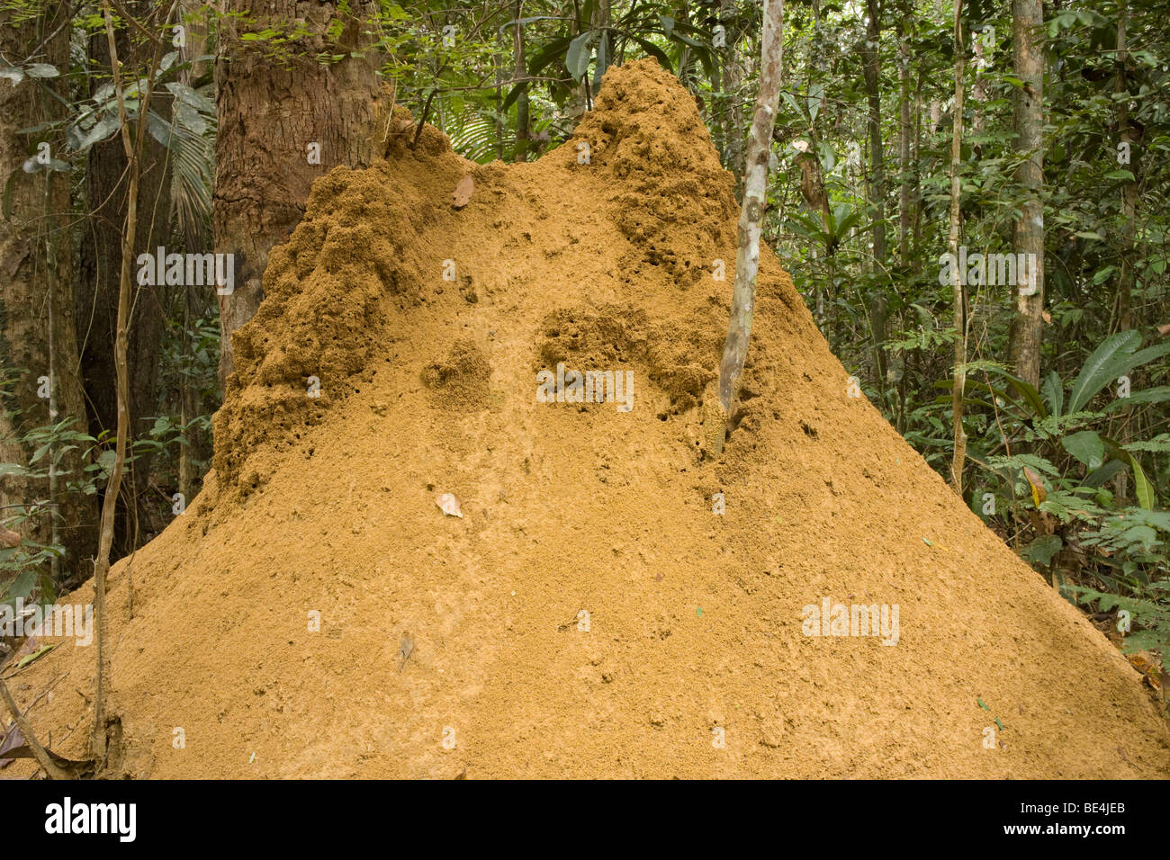 Ants giant anthill tall hi-res stock photography and images - Alamy