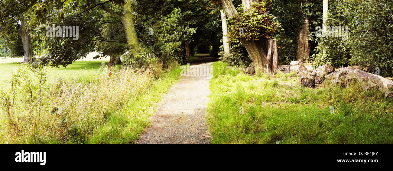 footpath through woodland between trees Stock Photo - Alamy
