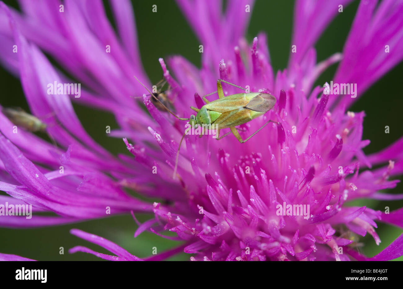 Mirid (Capsid) Bug Stenotus binotatus adult insect on a Greater ...