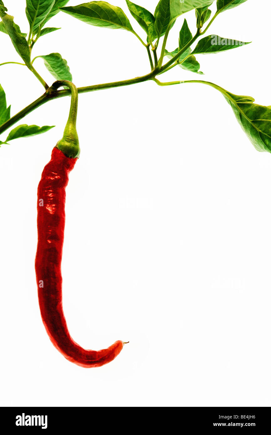 Single chilli hi-res stock photography and images - Alamy