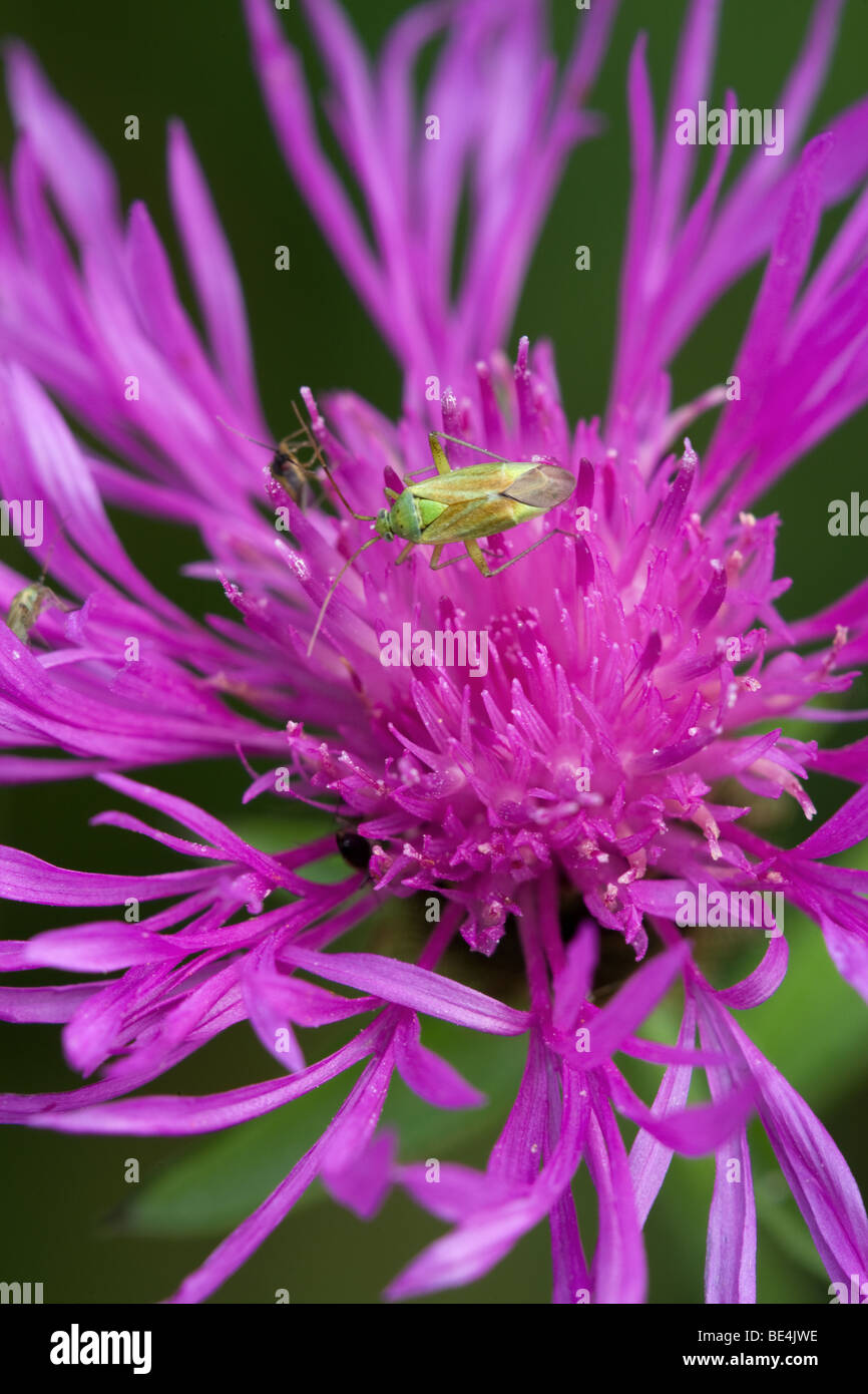 Mirid (Capsid) Bug Stenotus binotatus adult insect on a Greater ...