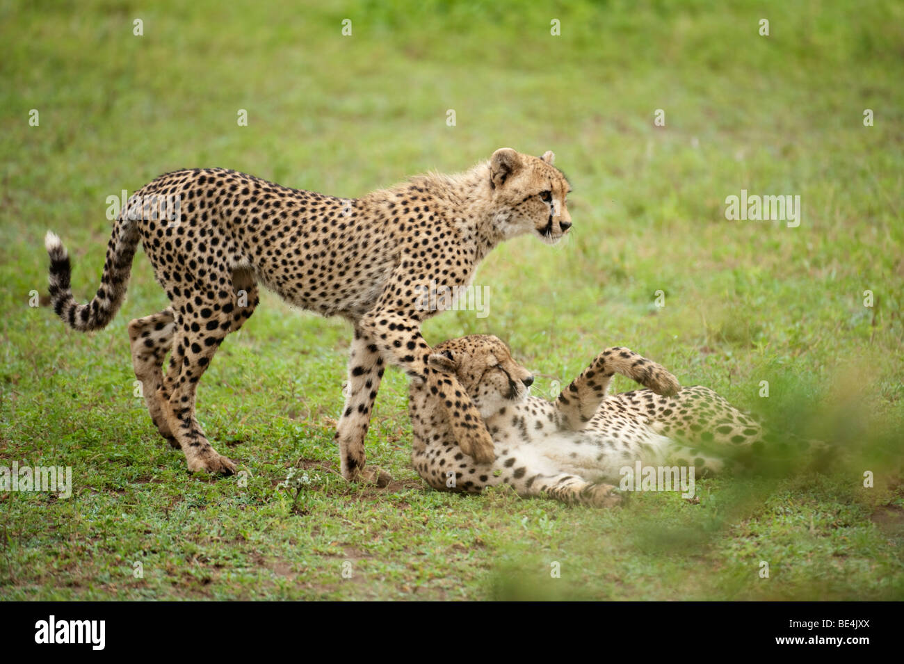 Cheetahs playing (Acinonyx jubatus), Kruger National Park, South Africa ...