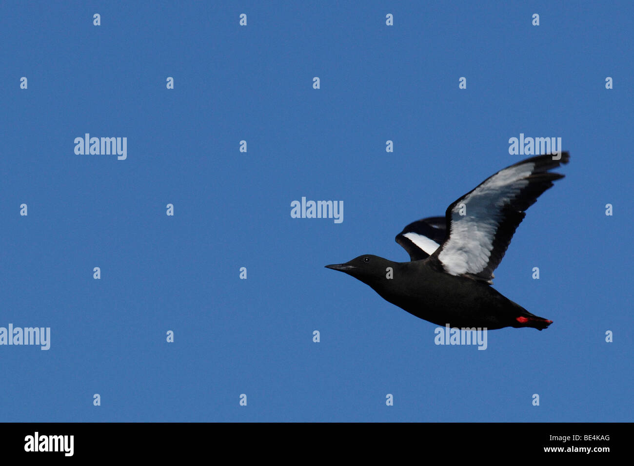 Black guillemot (Cepphus grylle) flying Stock Photo - Alamy