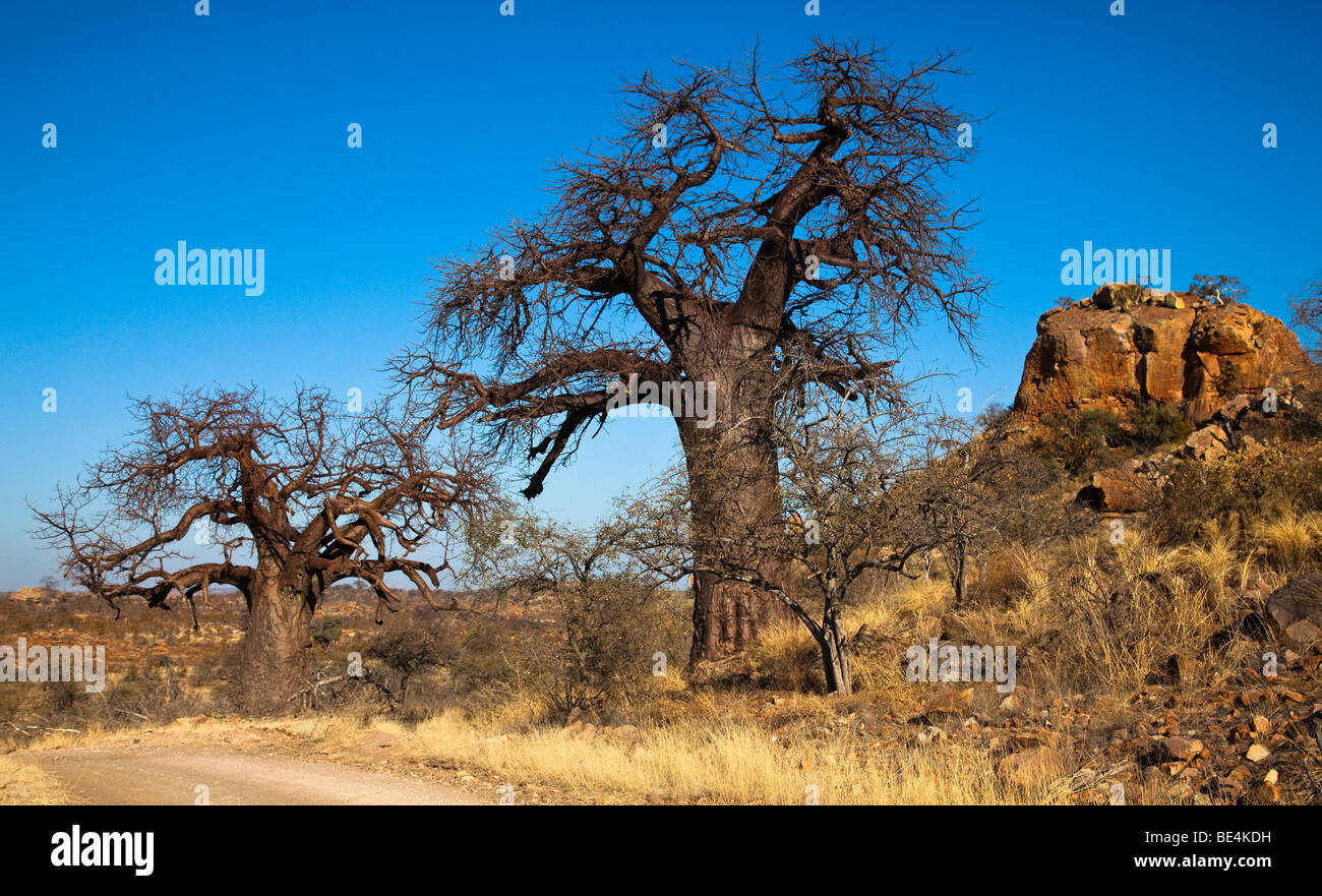 Mopani Tree High Resolution Stock Photography and Images - Alamy