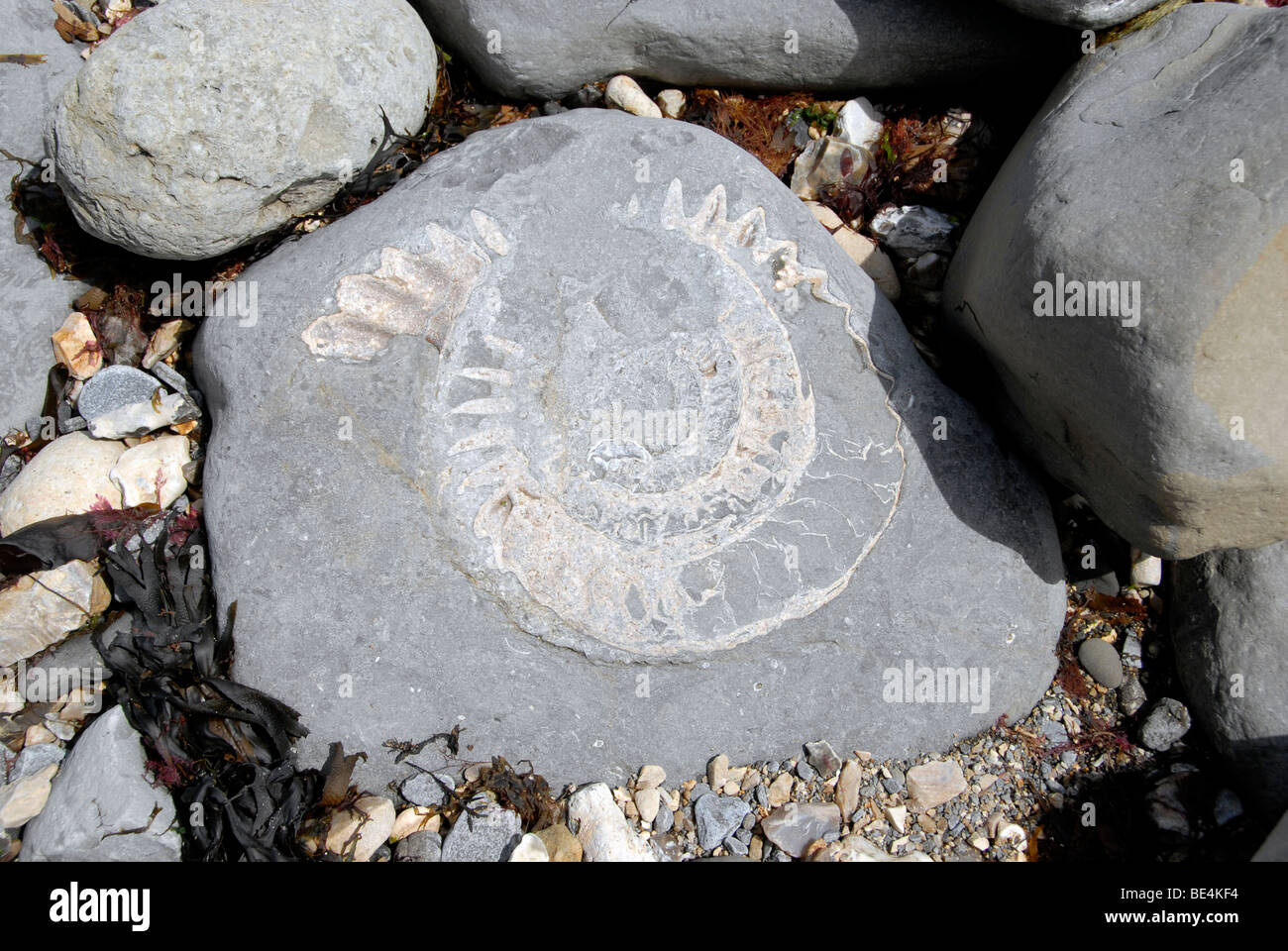 Fossils on beach hi-res stock photography and images - Alamy