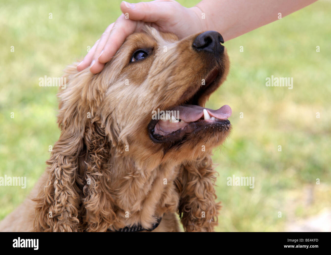 Cocker spaniel hi-res stock photography and images - Alamy