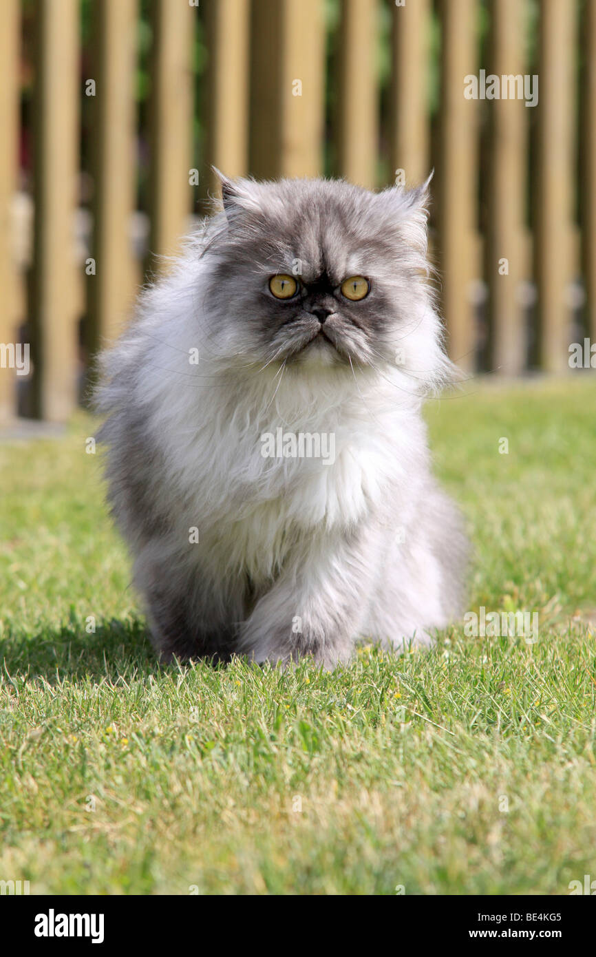 Gray Persian cat on lawn Stock Photo - Alamy