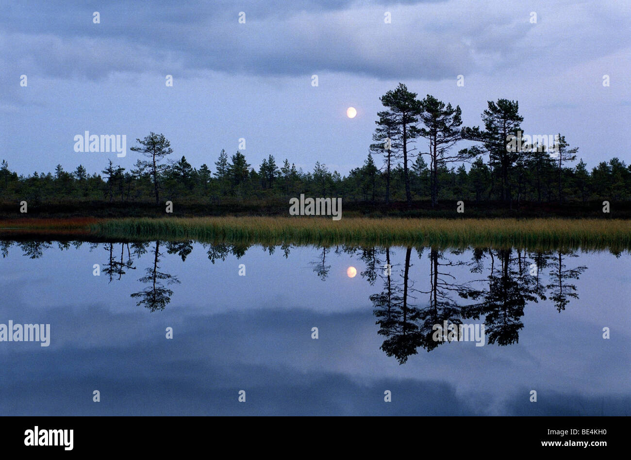 Night in the bog Stock Photo - Alamy