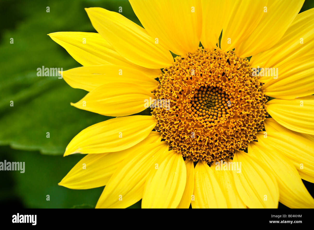 Giant sunflower heads hi-res stock photography and images - Alamy