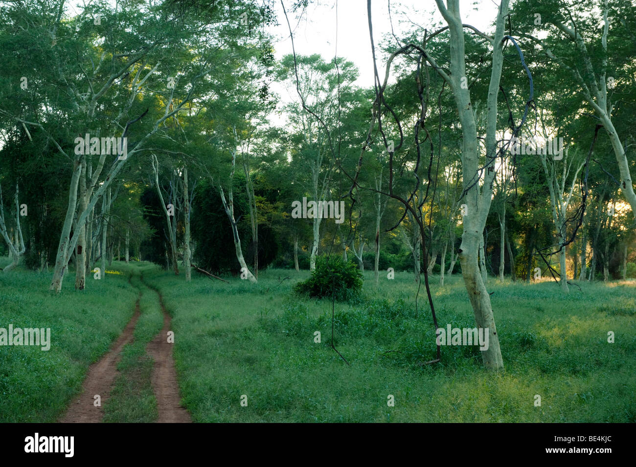 Fever tree (Acacia xanthophloea) forest in Northern Kruger National ...
