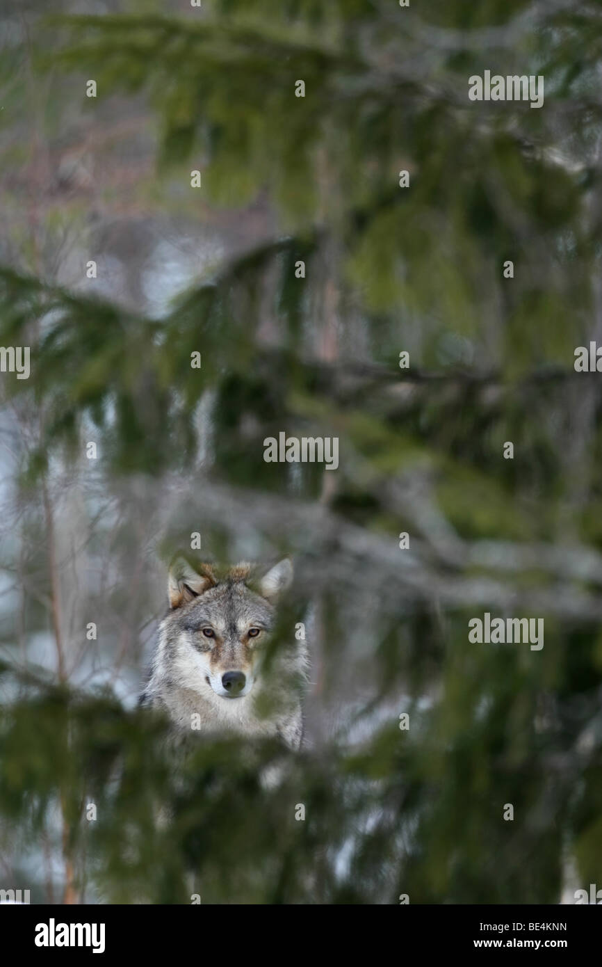 Grey or timber wolf looking through conifer trees Stock Photo - Alamy