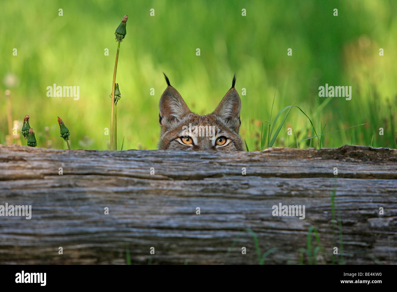 European Lynx (Felis lynx, Lynx lynx) peering over a fallen tree Stock ...