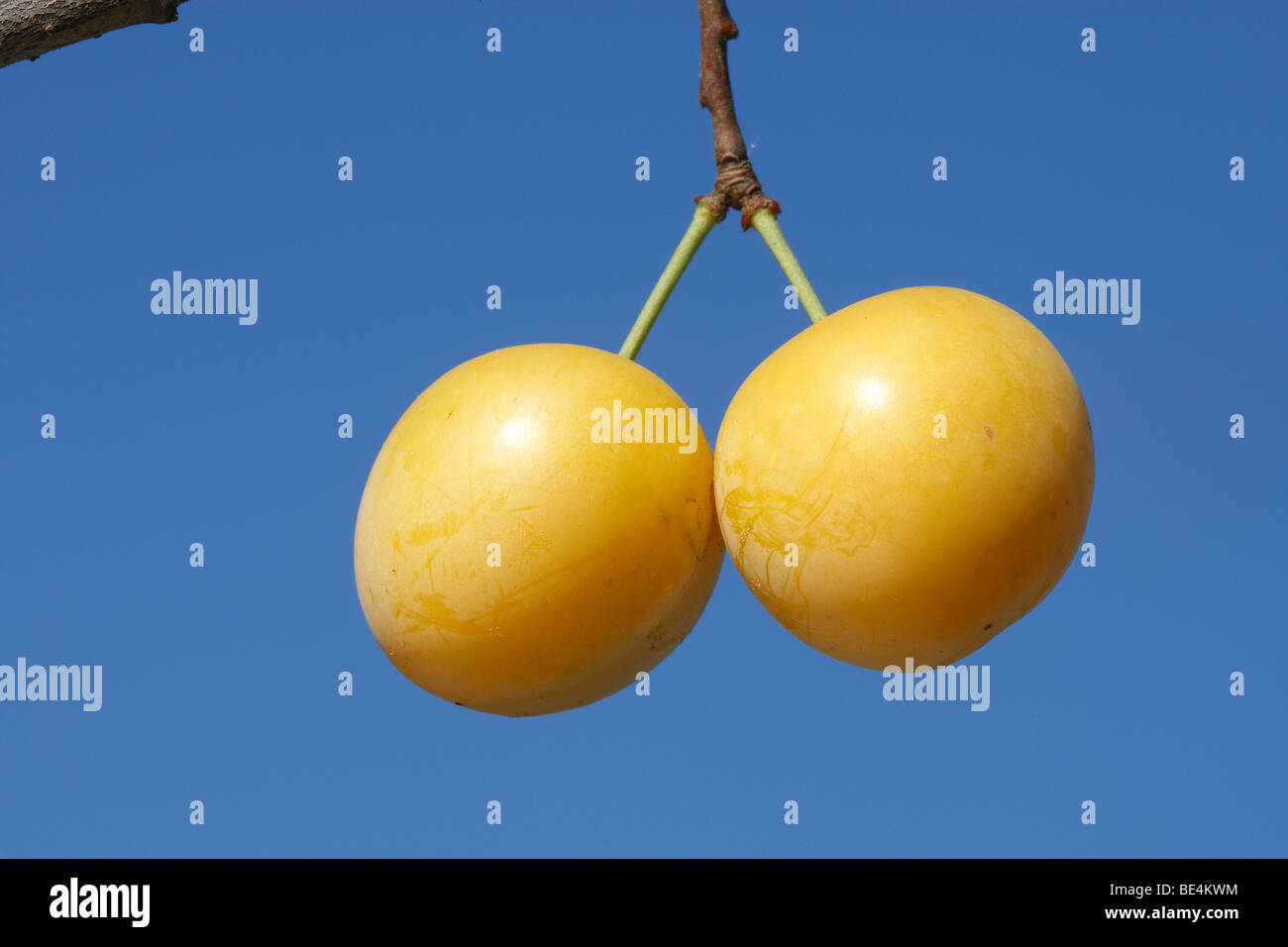 Mirabelle Plum (Prunus domesticus syriaca), two fruit on a twig Stock ...