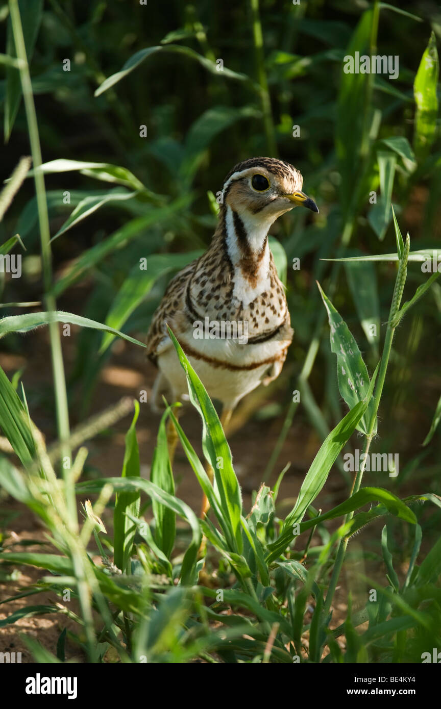 Threebanded courser hi-res stock photography and images - Alamy