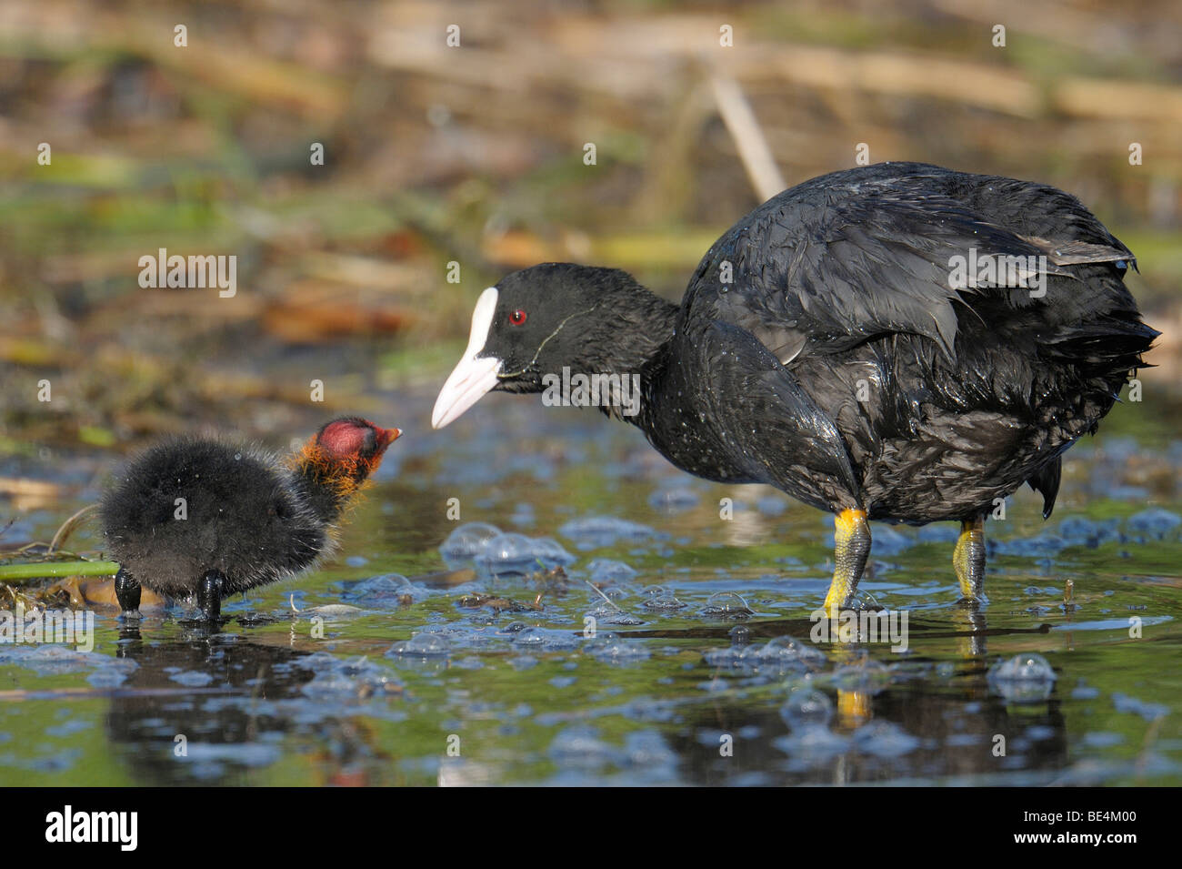 Eurasian Coot (Fulica atra Stock Photo - Alamy