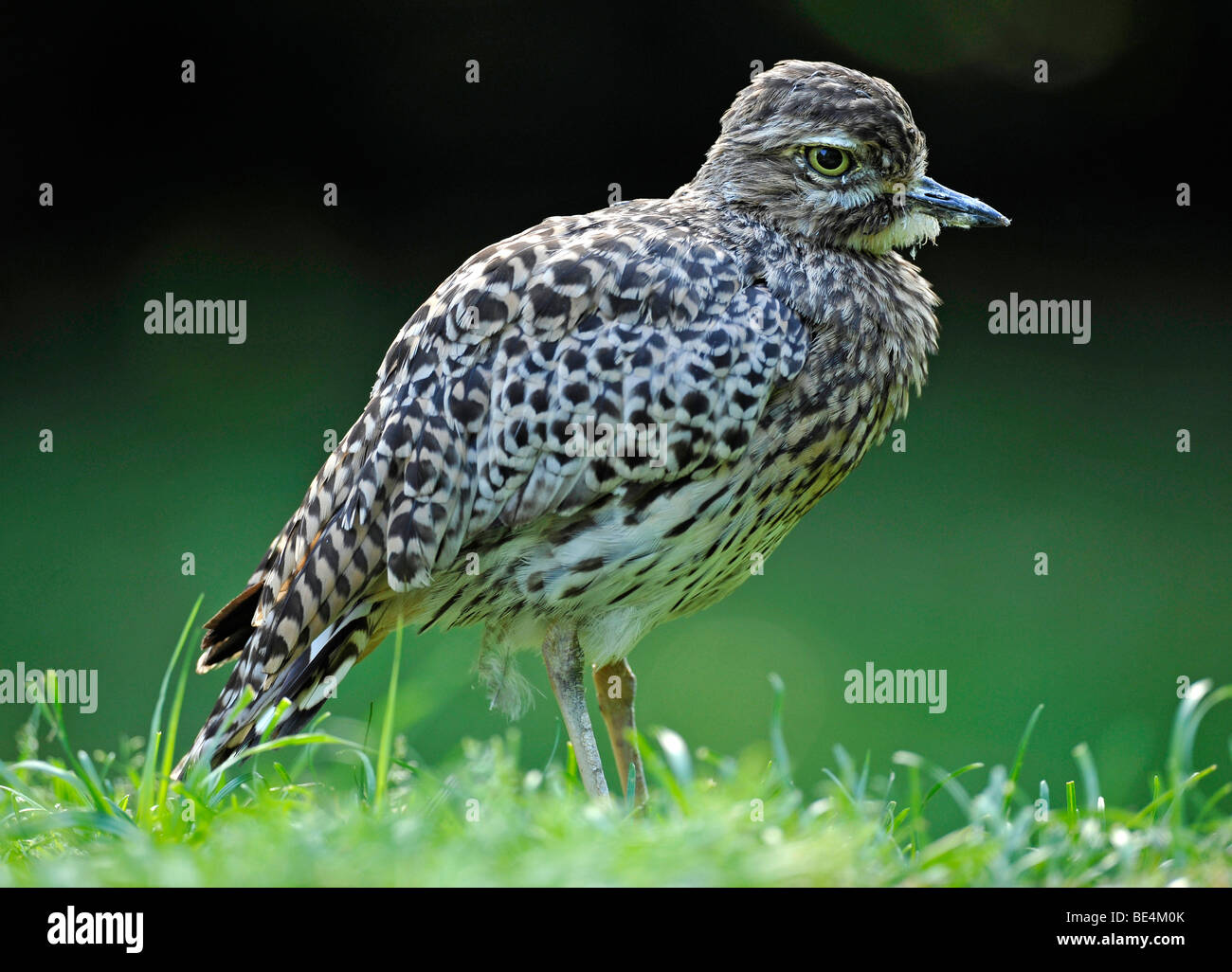 Spotted Thick-knee (Burhinus capensis Stock Photo - Alamy