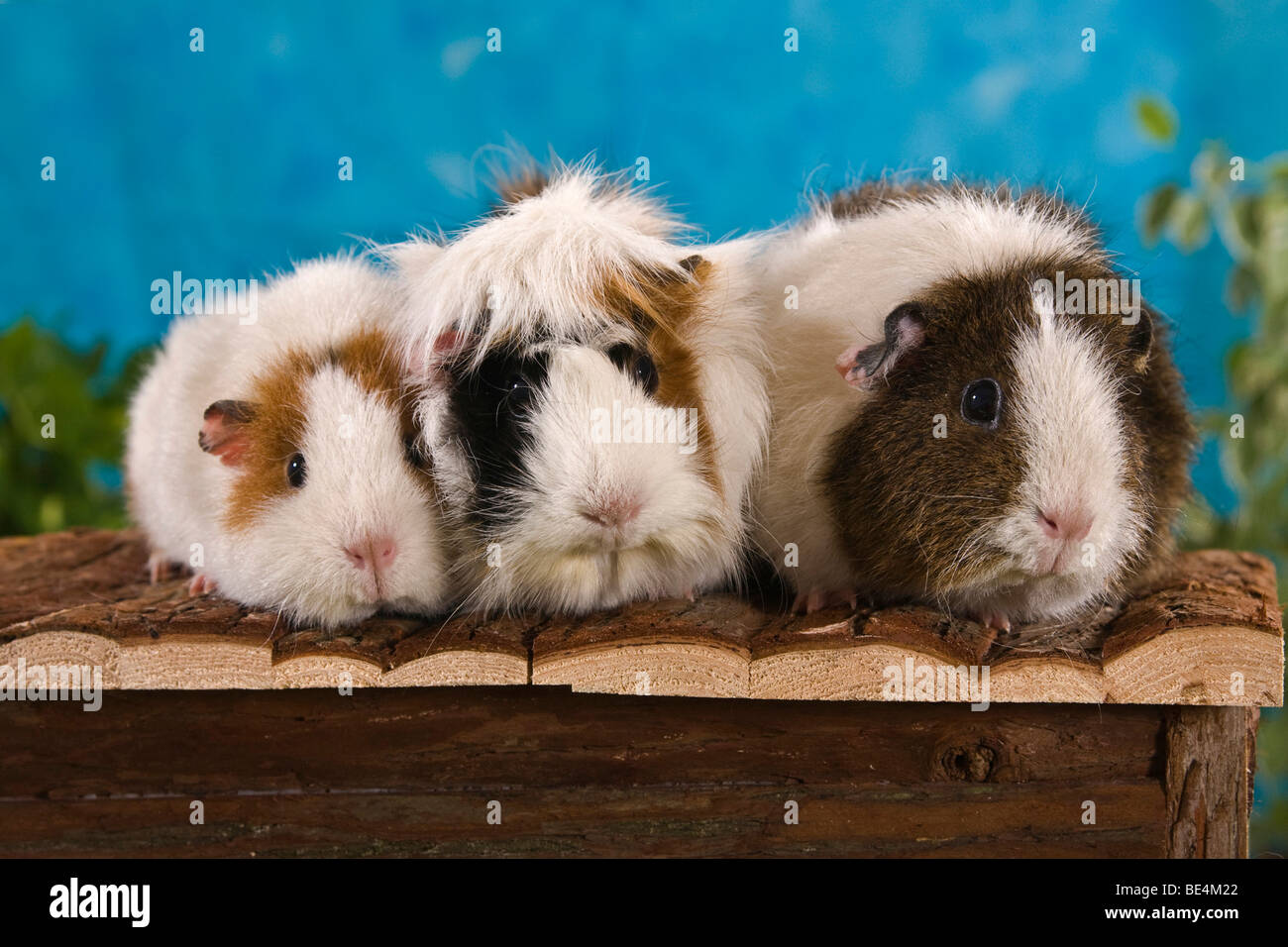 Guinea pig hut hi-res stock photography and images - Alamy