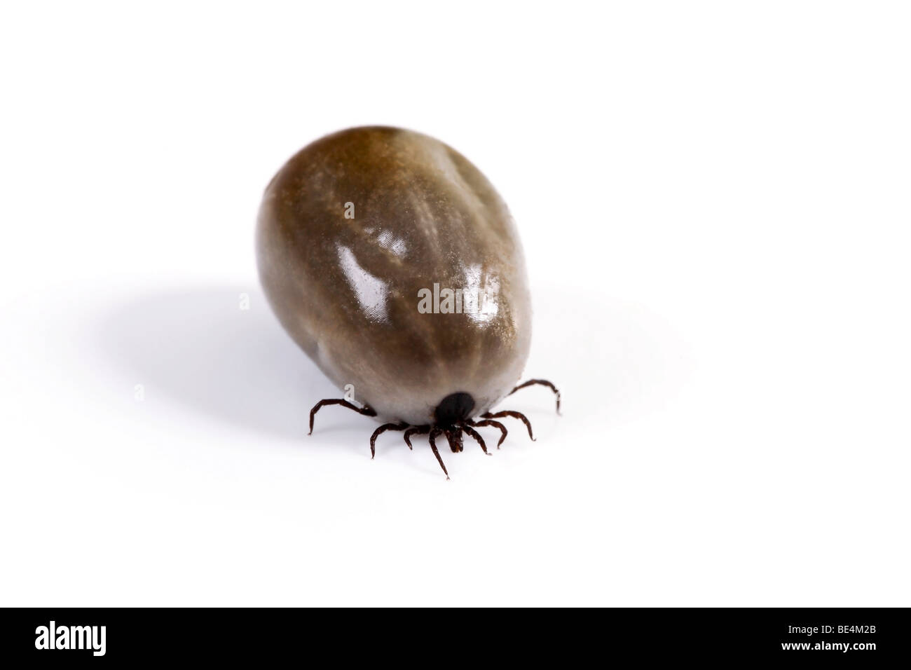 Fully engorged tick Stock Photo - Alamy