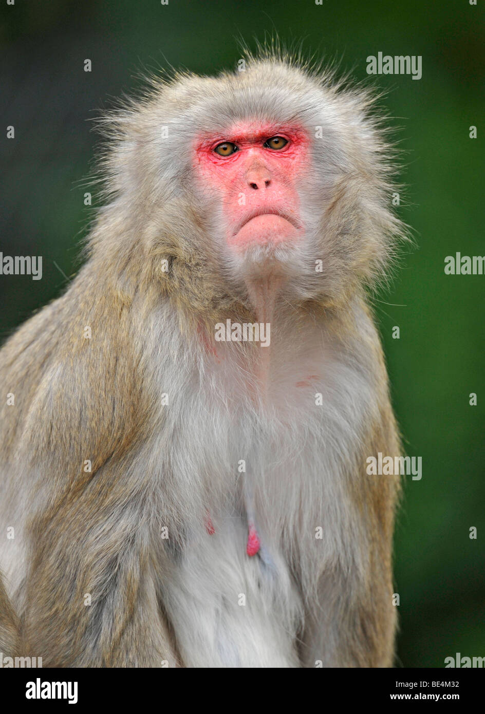 Japanese Macaque (Macaca fuscata Stock Photo - Alamy