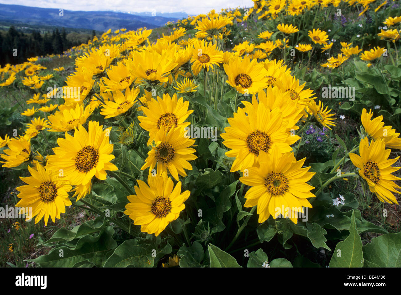 Balsamroot sunflowers (Balsamorhiza) and Spring wildflowers Stock Photo ...