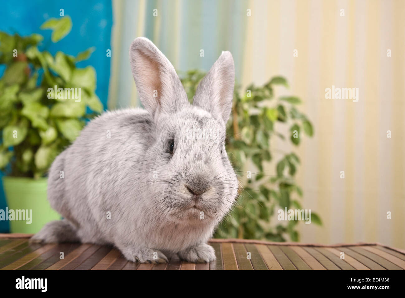 Silver grey rabbit hi-res stock photography and images - Alamy