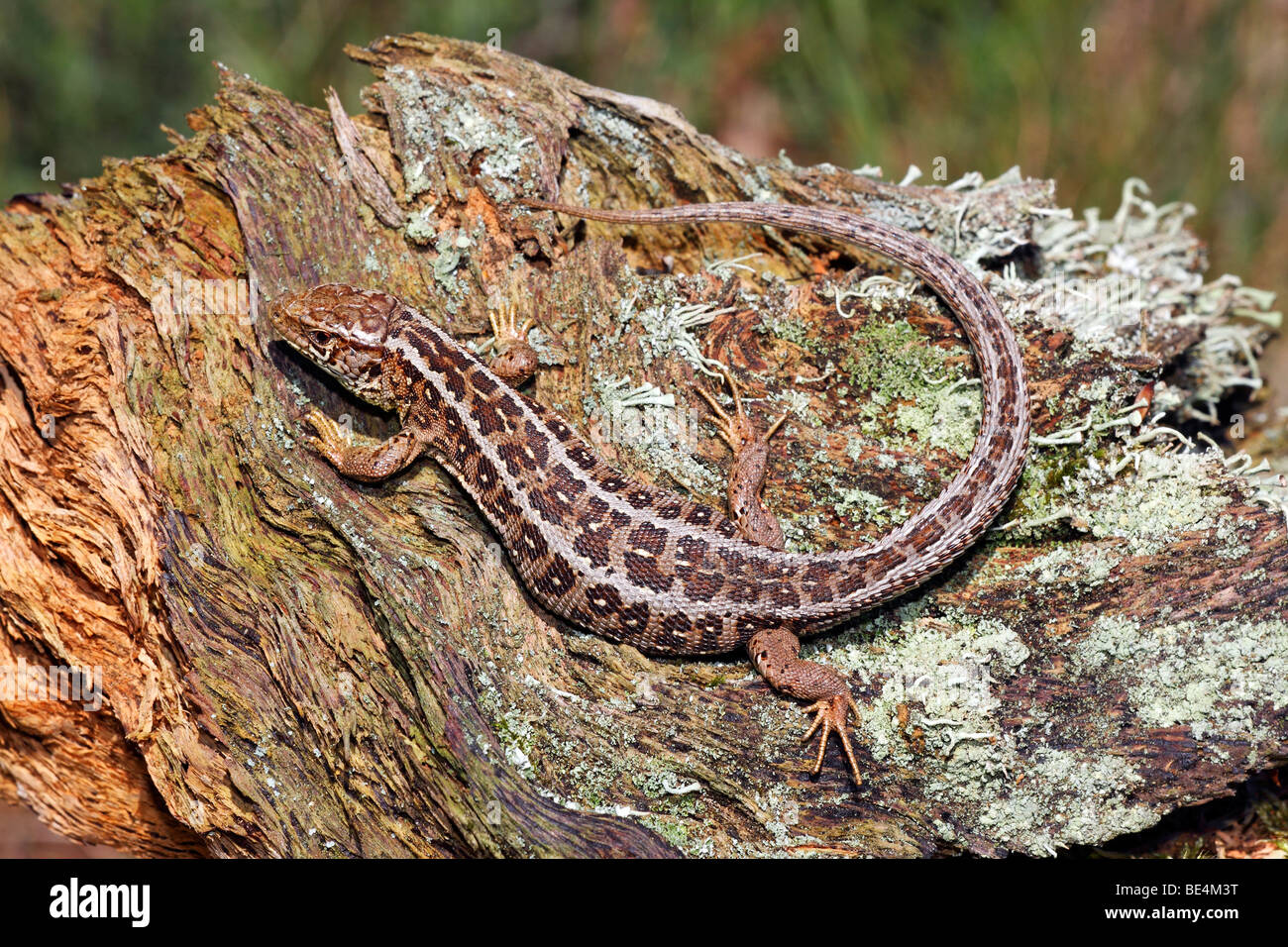 Pregnant lizard hi-res stock photography and images - Alamy