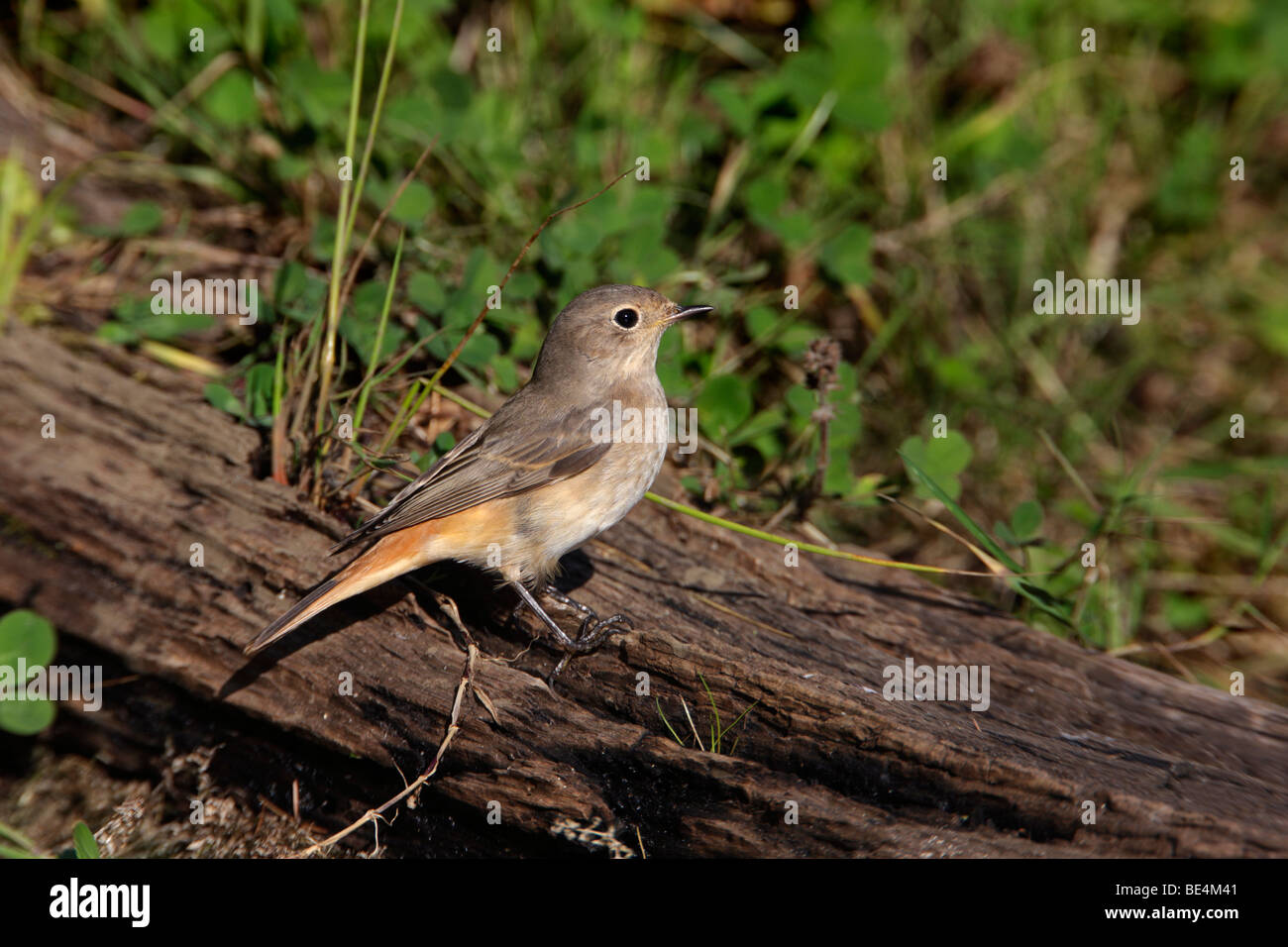 Juvenile Redstart Phoenicurus phoenicurus Stock Photo - Alamy