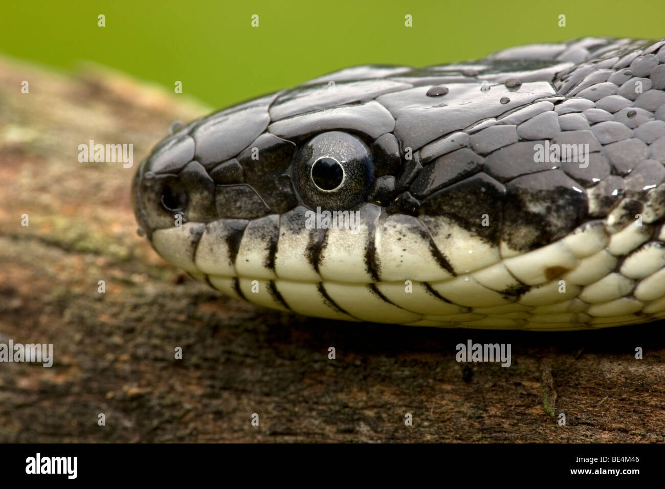 Animal animals blooded cold cold blooded ectotherm ectothermic ...