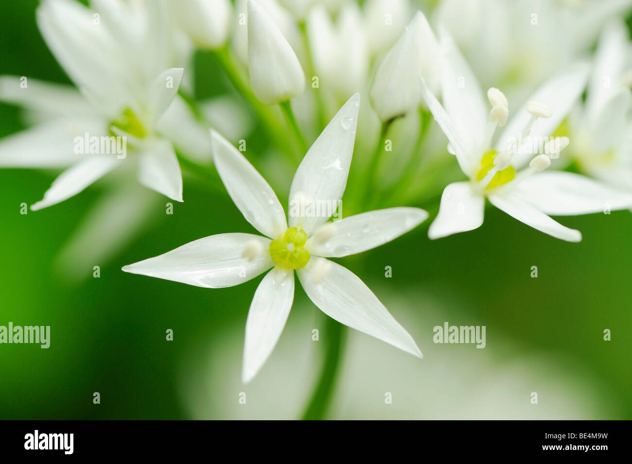 Wild Garlic blossoms (Allium ursinum Stock Photo - Alamy