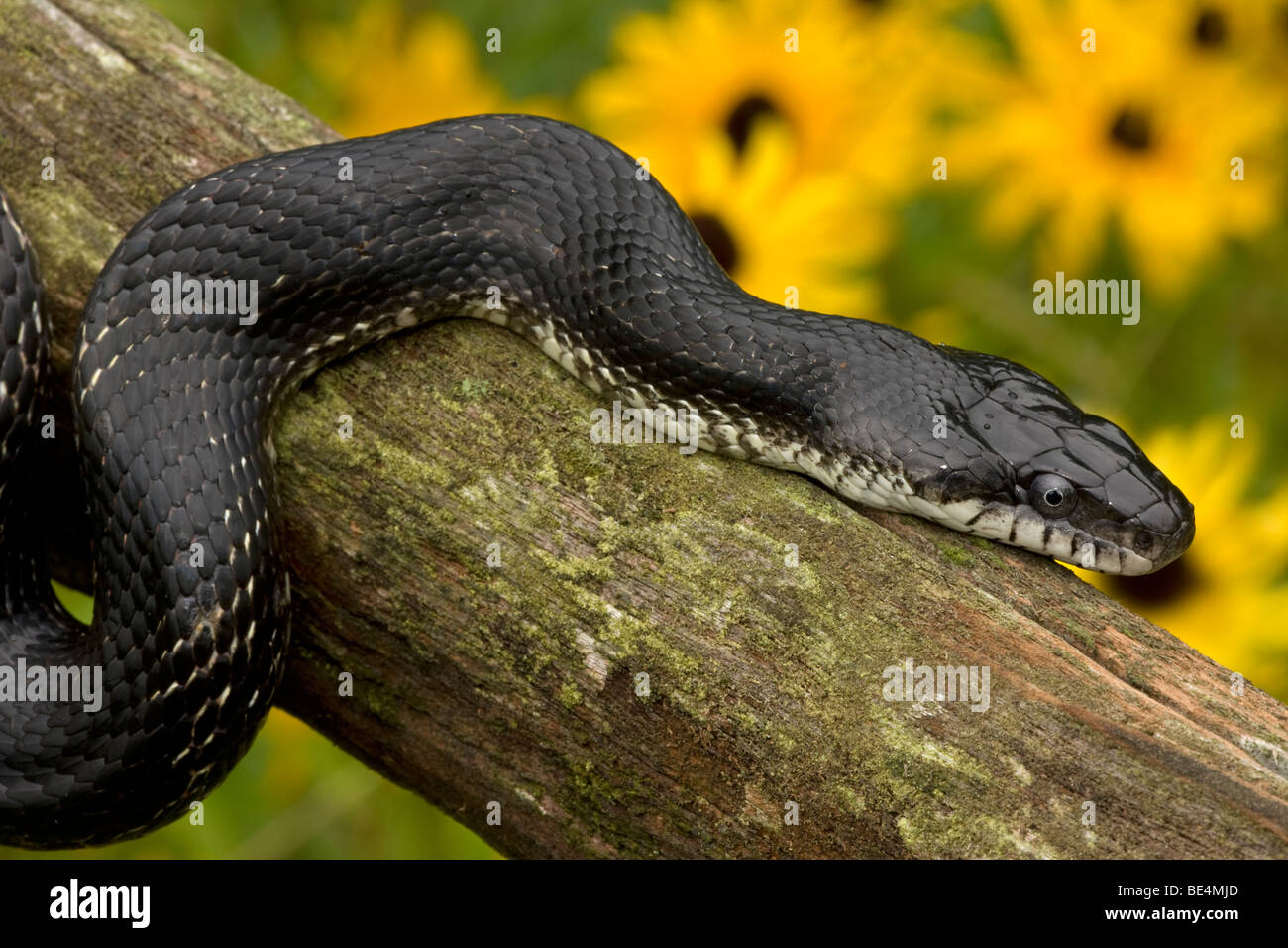 Eastern Ratsnake (Elathe alleganiensis) also known as Black Ratsnake ...