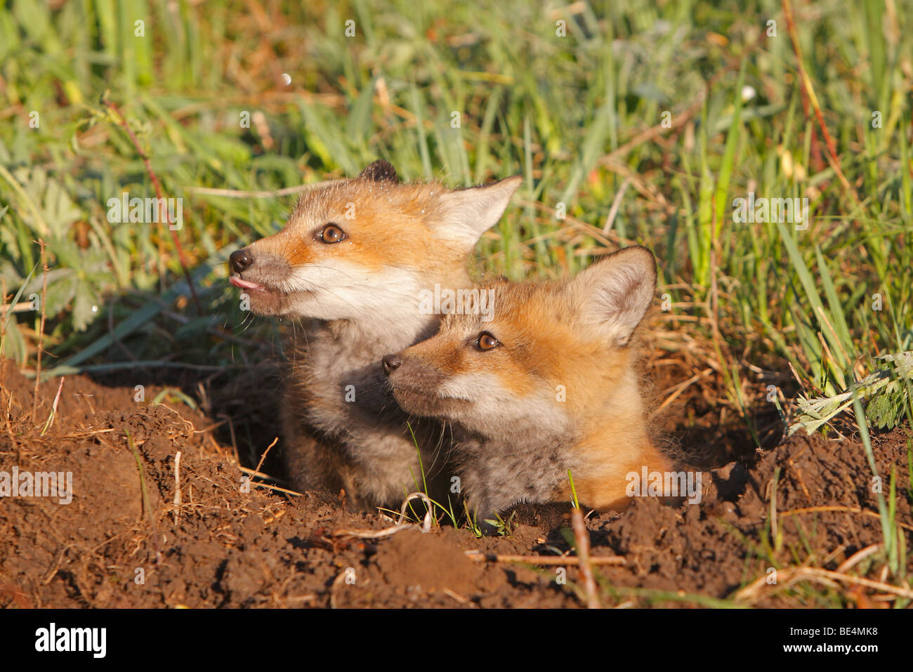 Red Fox (Vulpes vulpes). Two seven weeks old puppies Stock Photo - Alamy