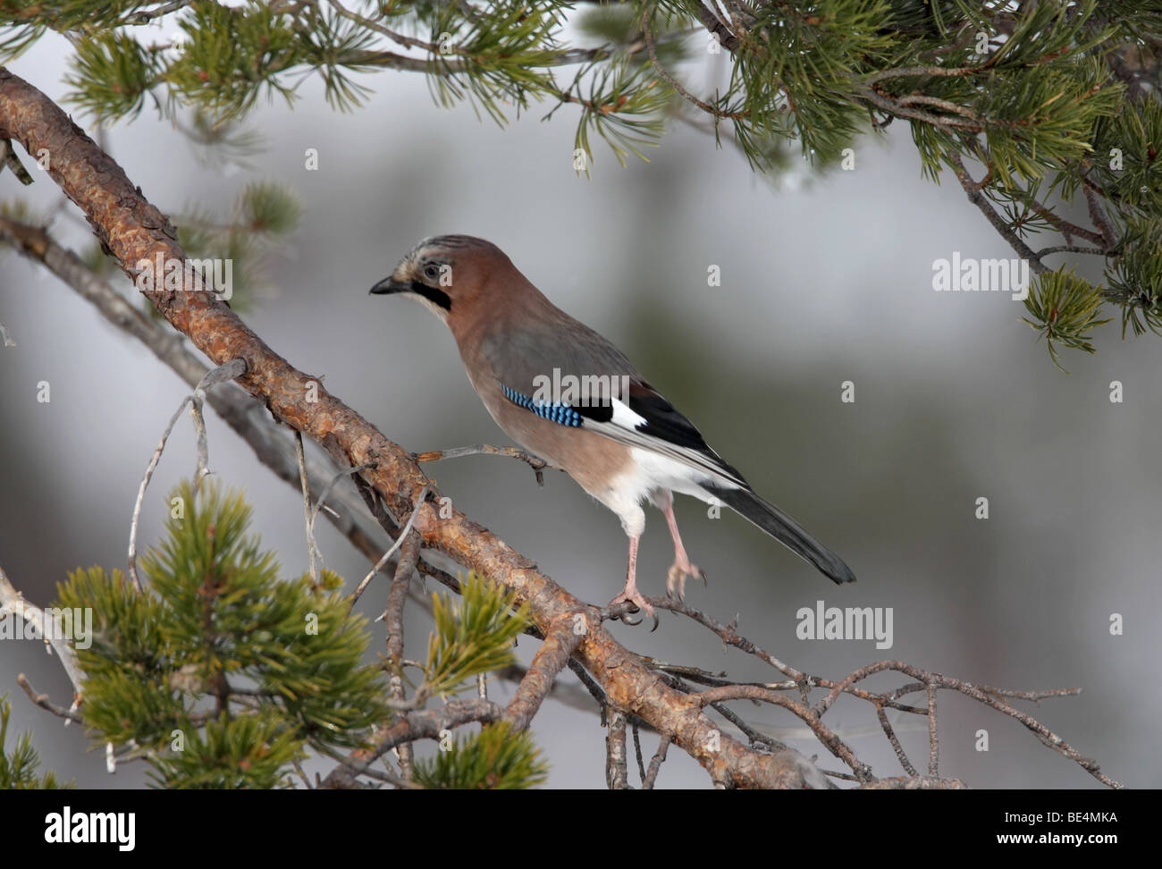 European blue jay hi-res stock photography and images - Alamy