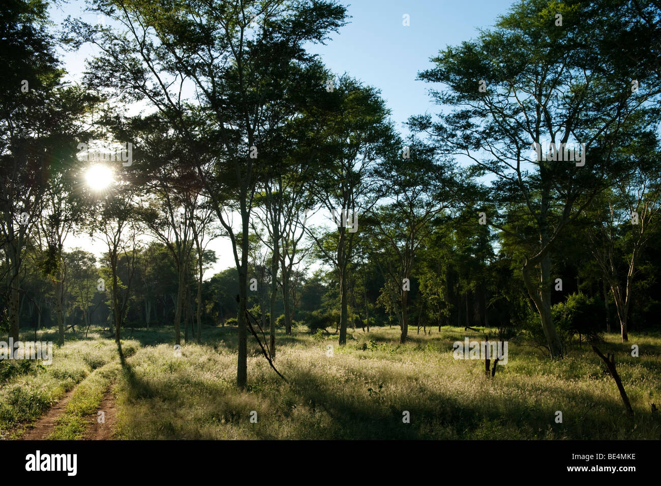 Fever tree (Acacia xanthophloea) forest in Northern Kruger National ...
