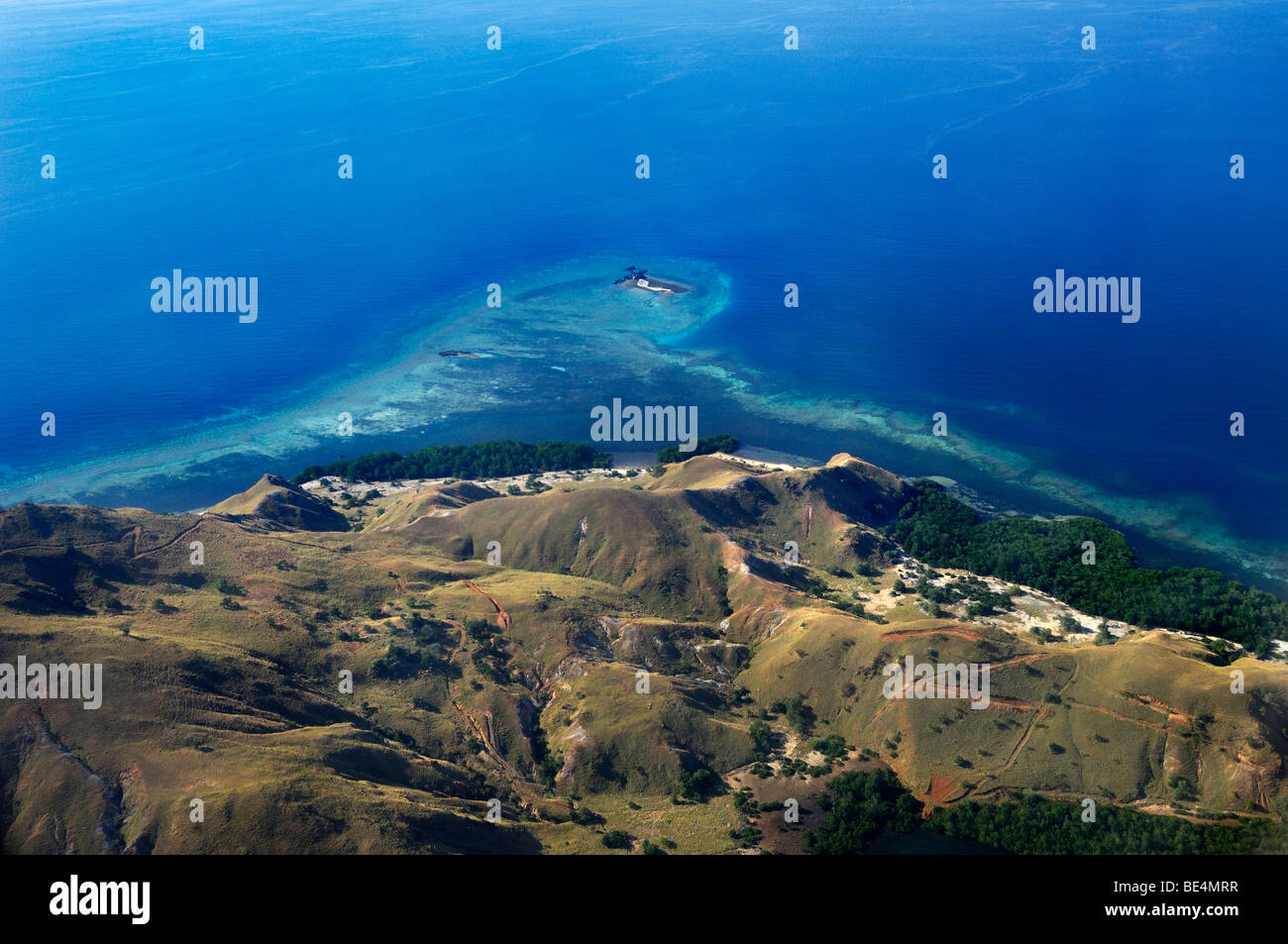 Flores island birds hi-res stock photography and images - Alamy