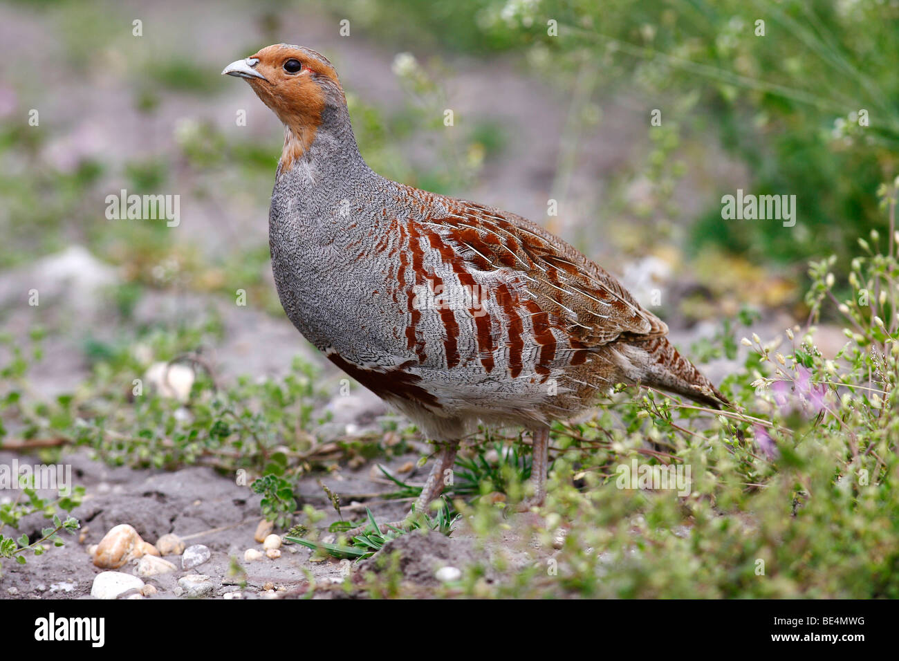 Grey Partridge (Perdix perdix), standing on the side of a field ...