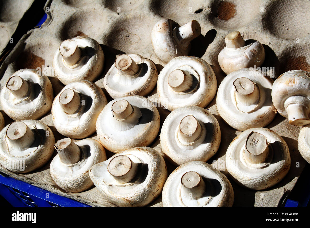 Edible Button Mushroom a culinary food Stock Photo - Alamy
