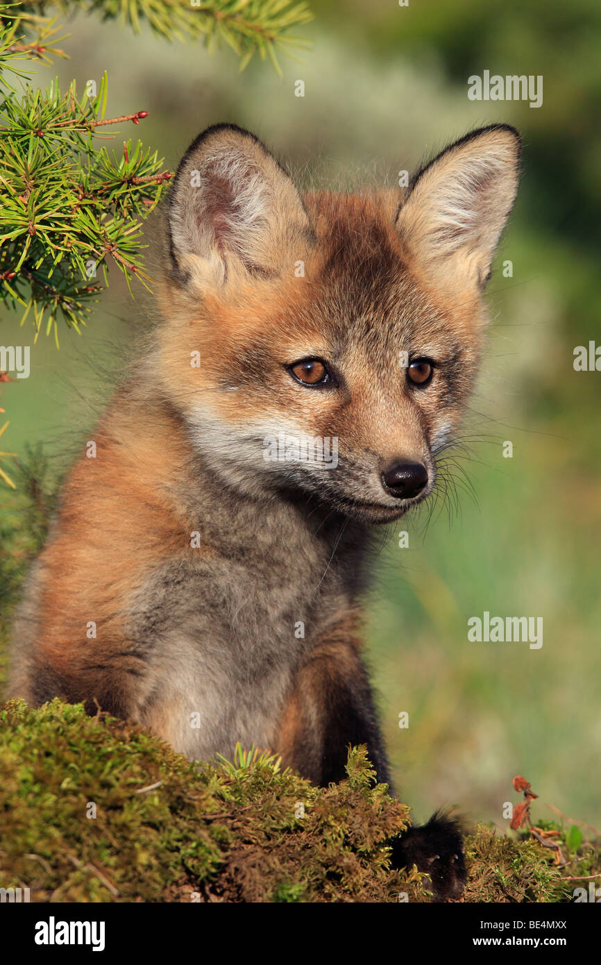 Red Fox (Vulpes vulpes). Portrait of seven weeks old puppy Stock Photo ...