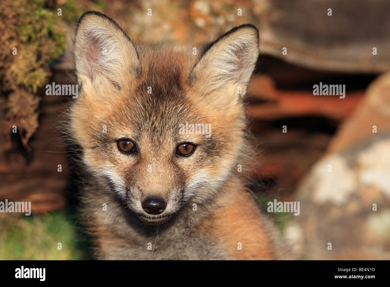 Weeks old puppy hi-res stock photography and images - Alamy